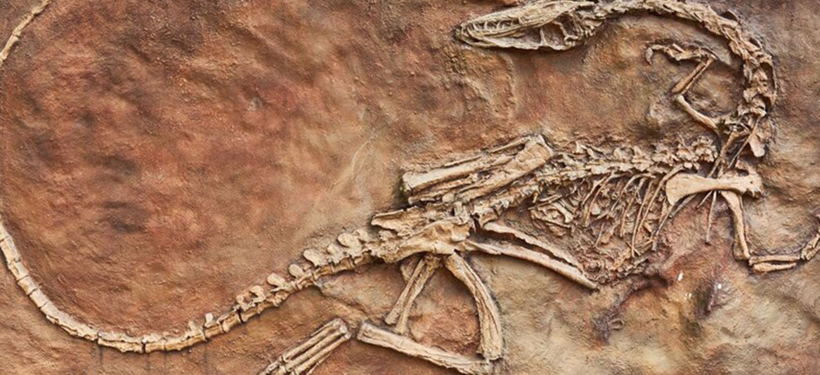 O Que É Paleontologia? | Paleontologia: O que é isso? – TUGY